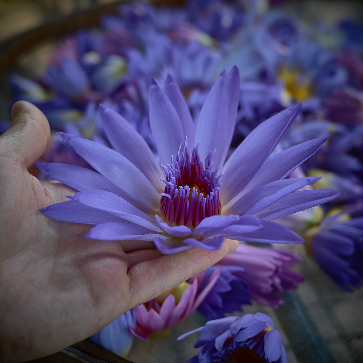 Blue Lotus – Nefertem Perfume Co.